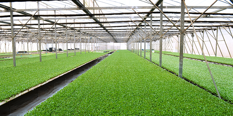 Pegón Piloncito – AGROPECUARIA POPOYAN S.A.